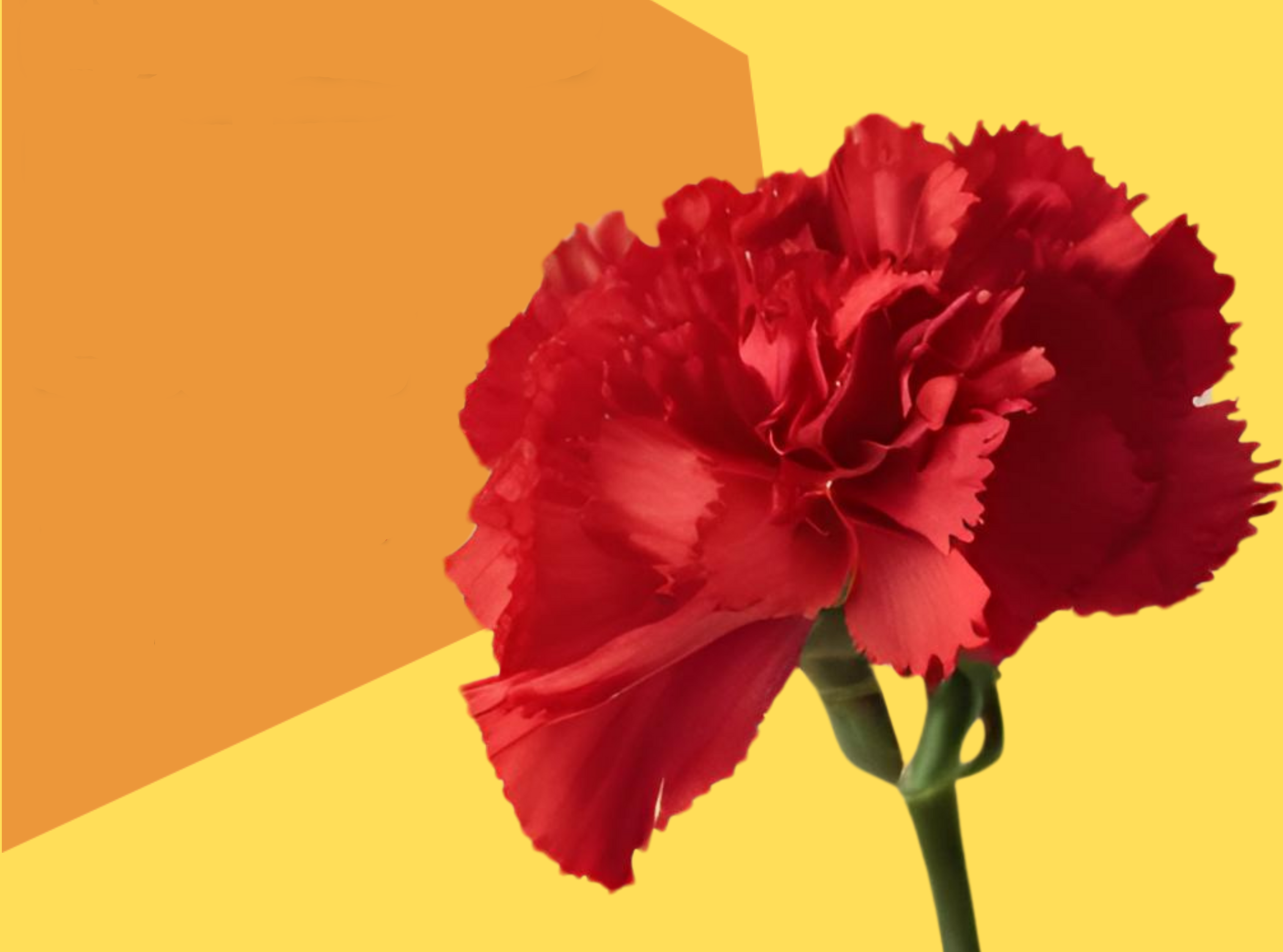 Panorama : Cinéma Ibérique - Faculté de Lettres,Traduction et Communication